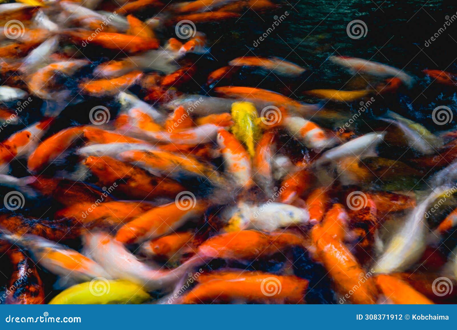 The Movement of Many Koi Fish Stock Photo - Image of lake, natural ...