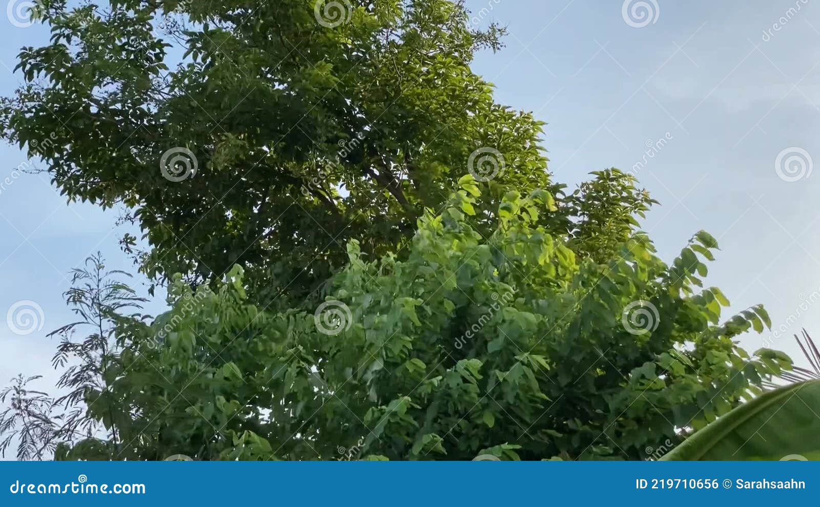 Movement of Natural Tree Bush, Copy Space for Your Work. Stock Footage ...