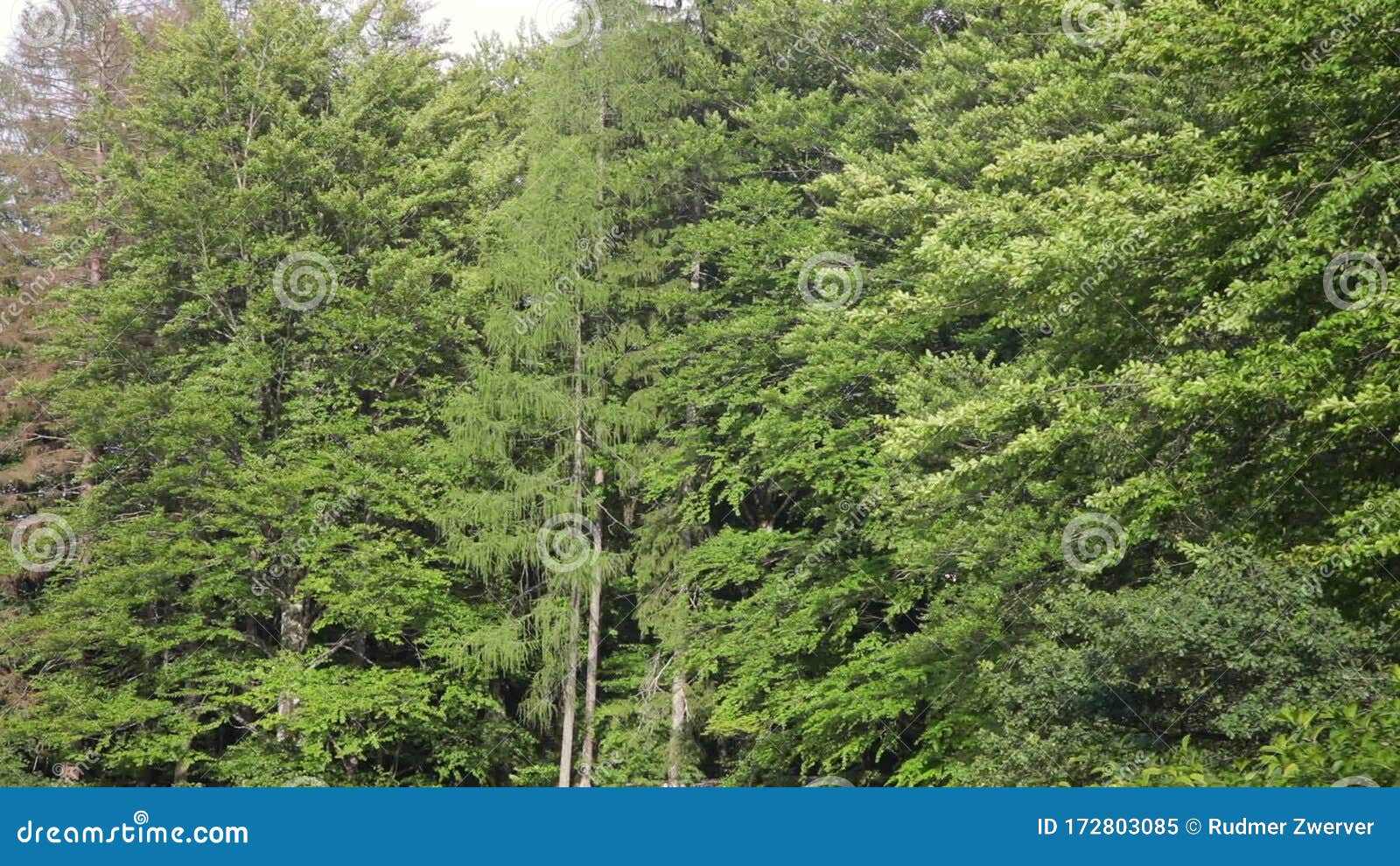 Movement of wind in trees stock video. Video of blowing - 172803085