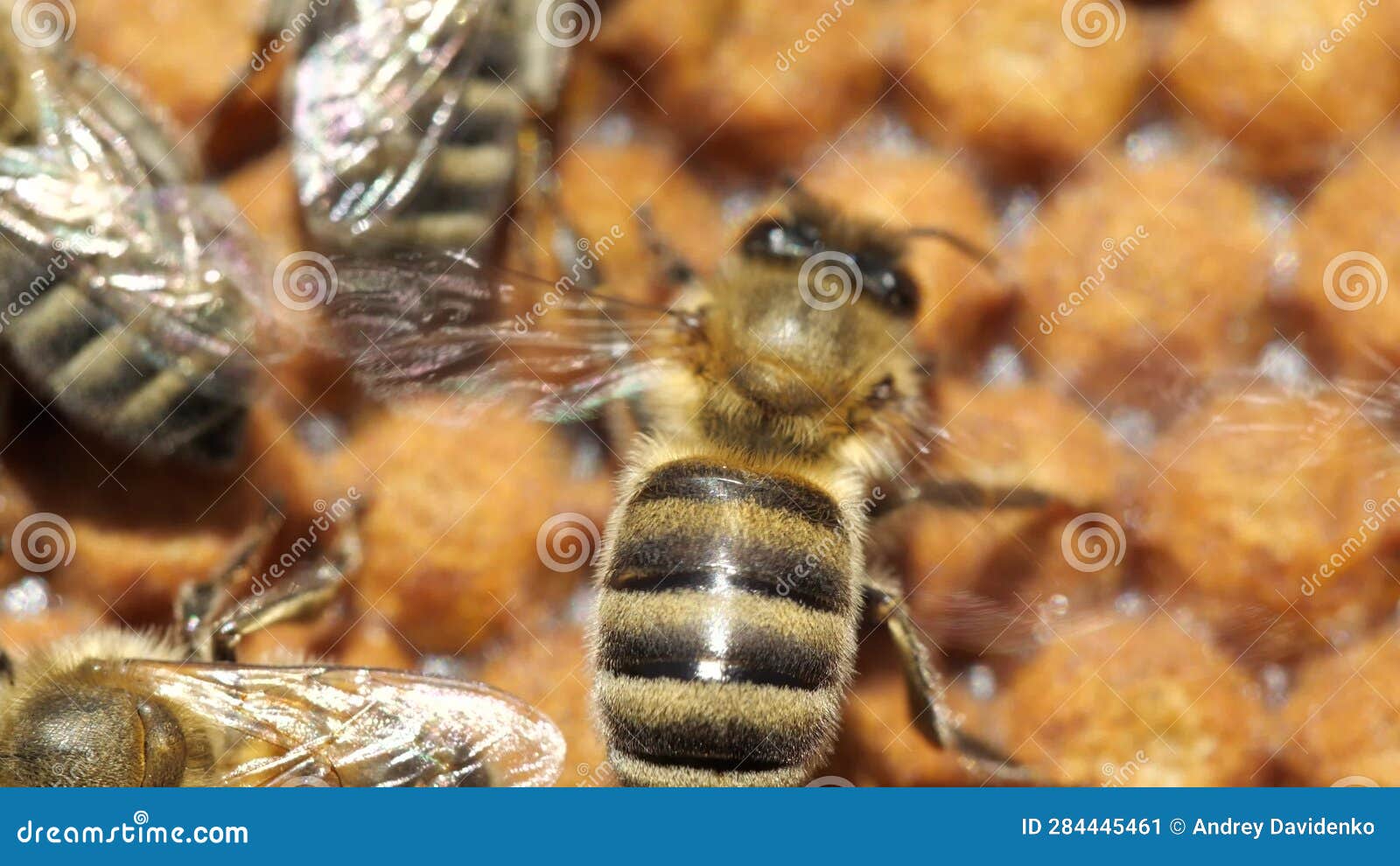 Bees Cool and Ventilate Their Home. Stock Video - Video of bees, ventilation: 284445461
