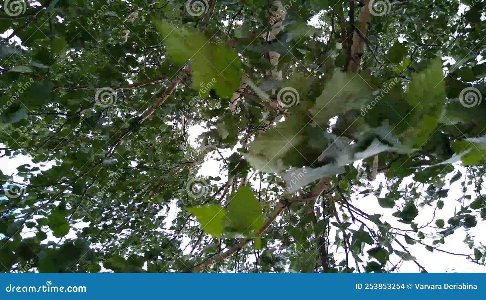 Movements of Leaves and Branches of a Birch Tree in the Wind Stock ...