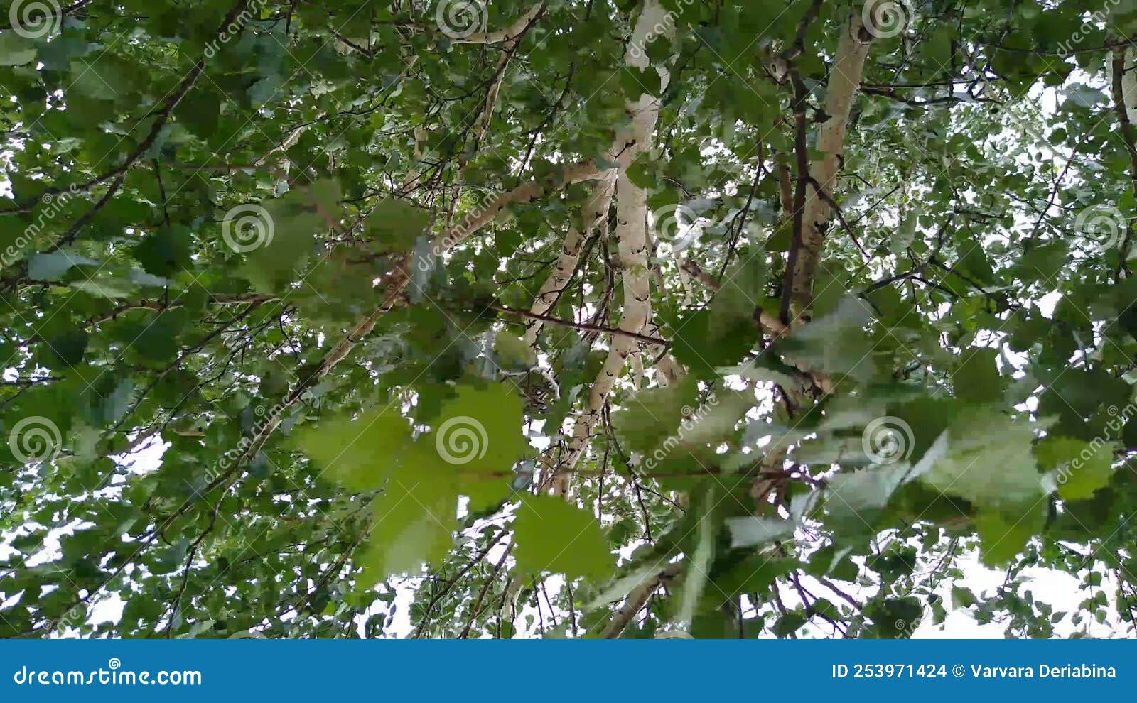 Movements of Leaves and Branches of a Birch Tree in the Wind Stock ...