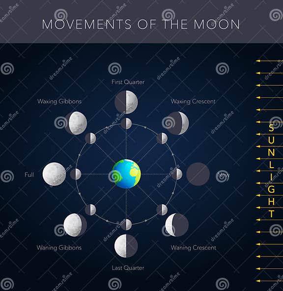 Movements of the Moon Vector Stock Vector - Illustration of nature ...