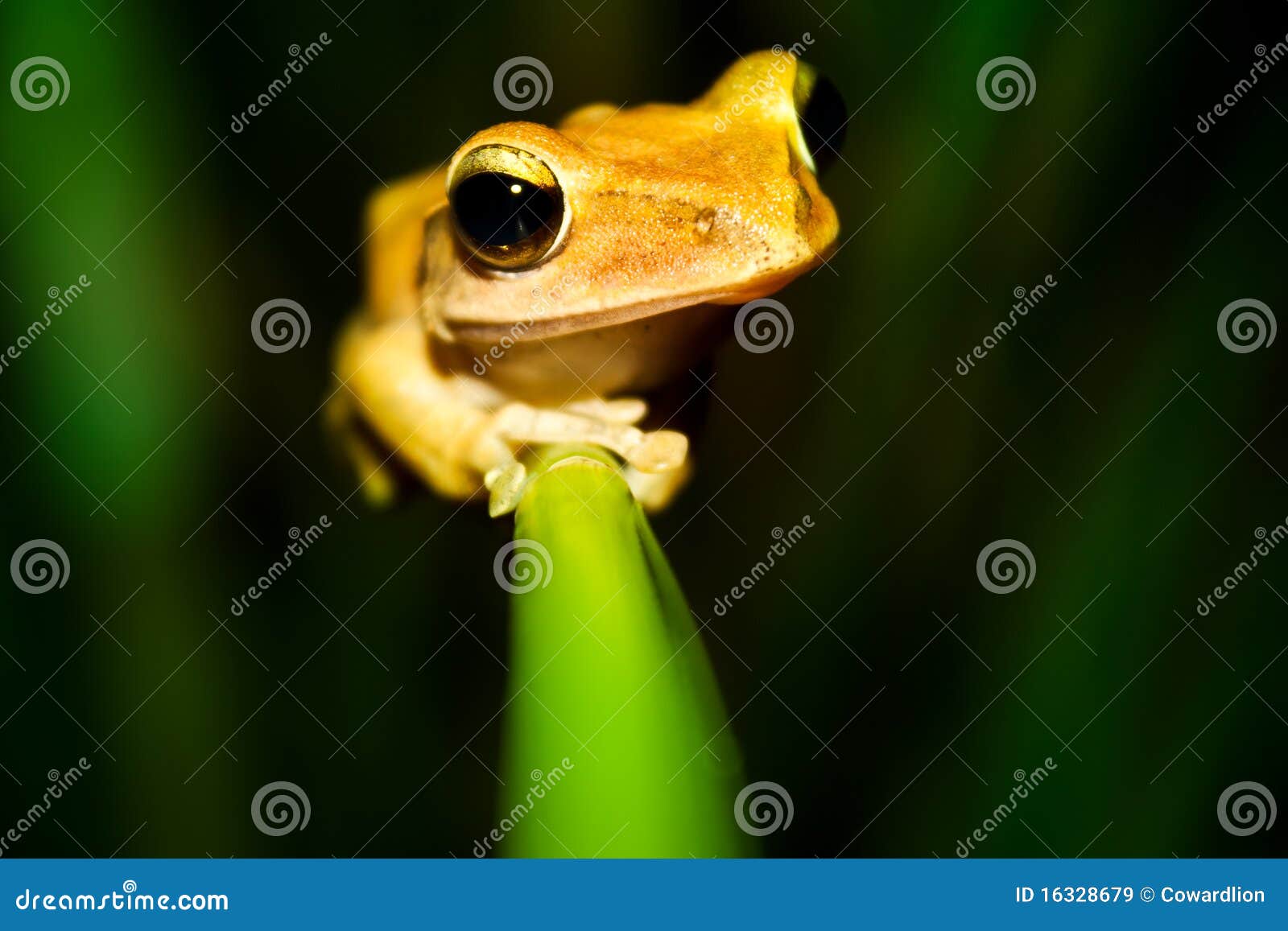 It Moves Forward stock image. Image of animals, frog - 16328679