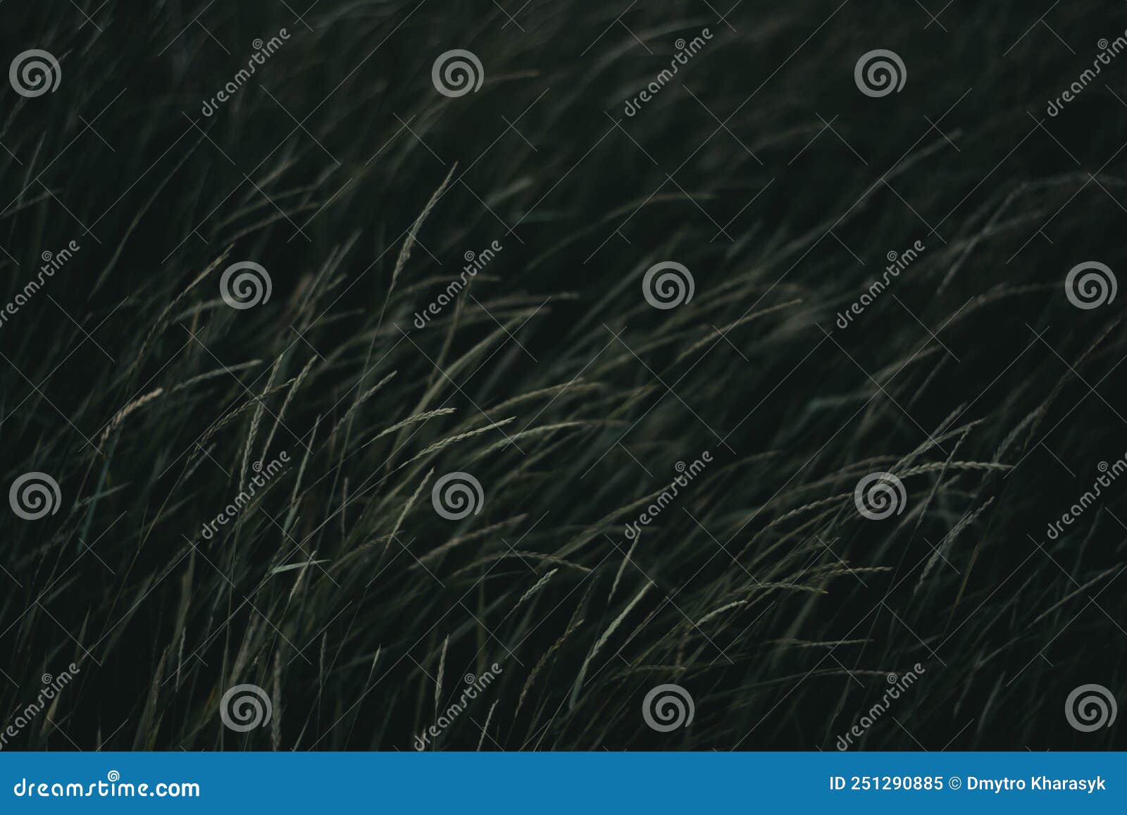 Movie grass stock image. Image of white, sunlight, green - 251290885
