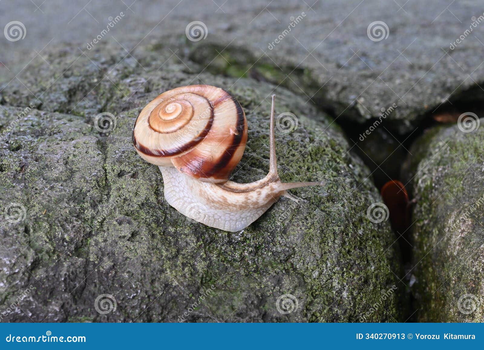 Movimiento de caracol. imagen de archivo. Imagen de hojas - 340270913