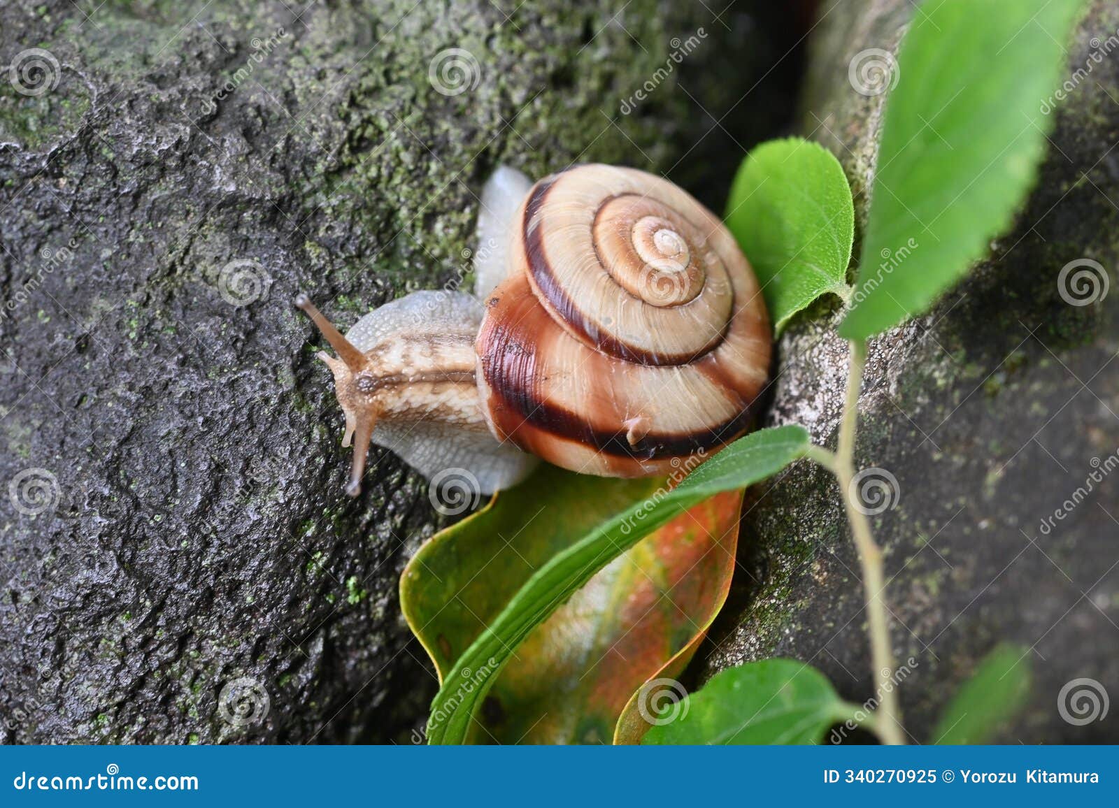 Movimiento de caracol. imagen de archivo. Imagen de espiral - 340270925
