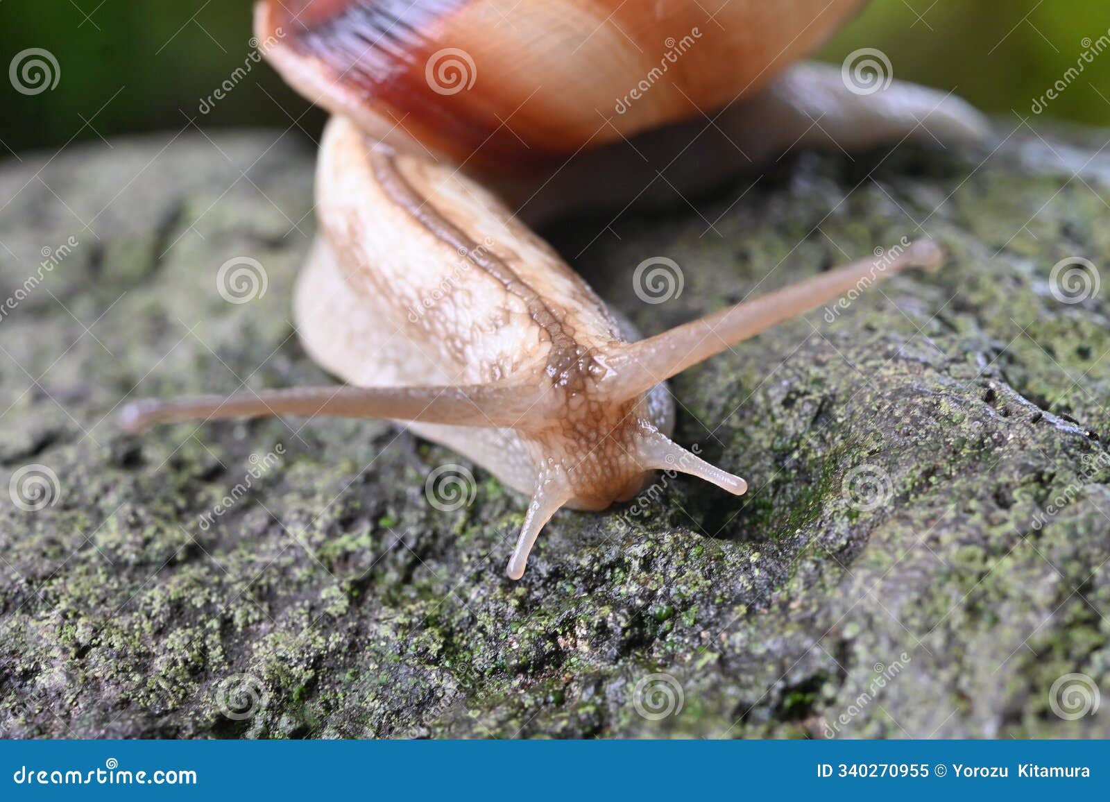 Movimiento de caracol. imagen de archivo. Imagen de antenas - 340270955