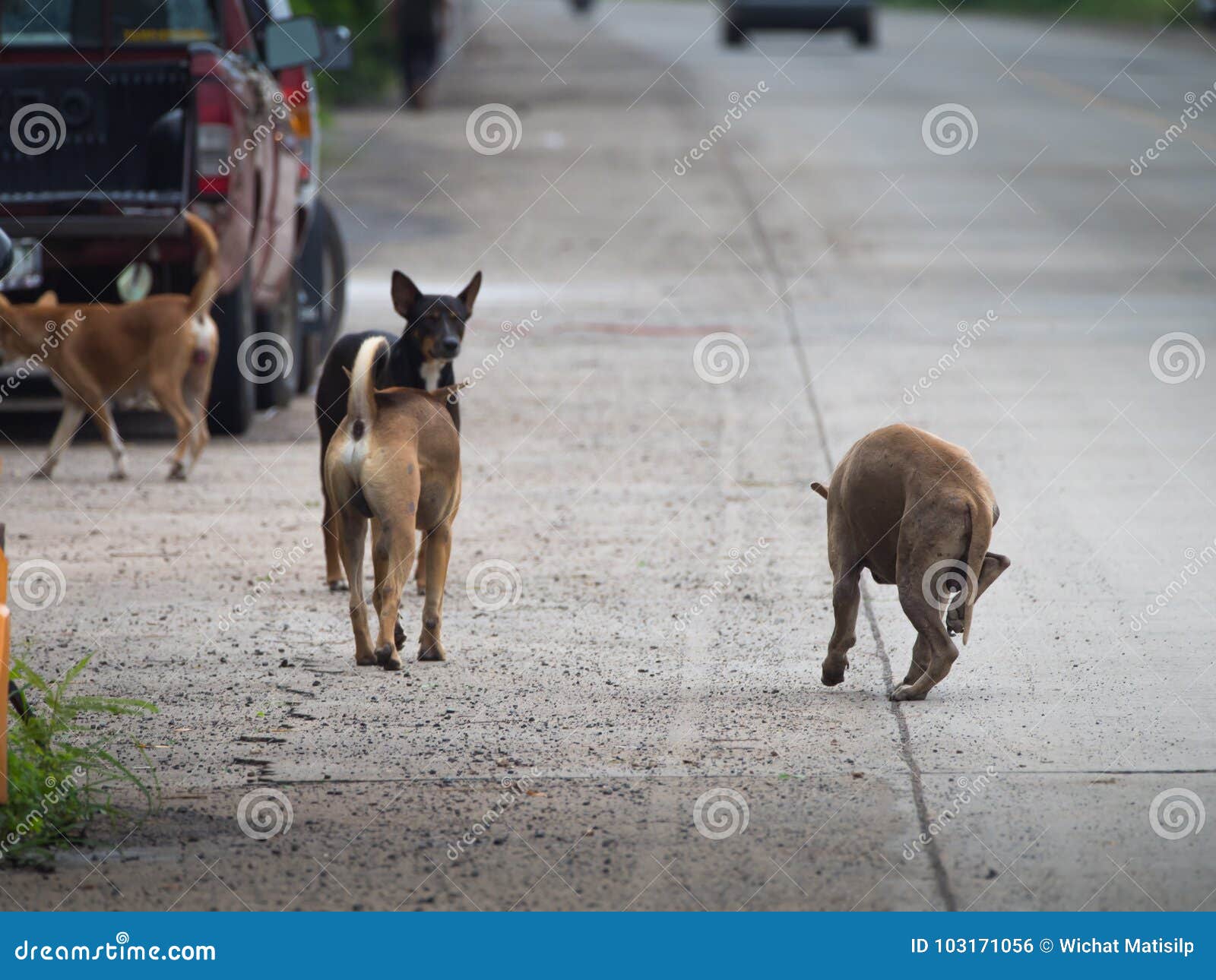 Movimiento De Perros Perdidos Foto de archivo - Imagen de patético ...