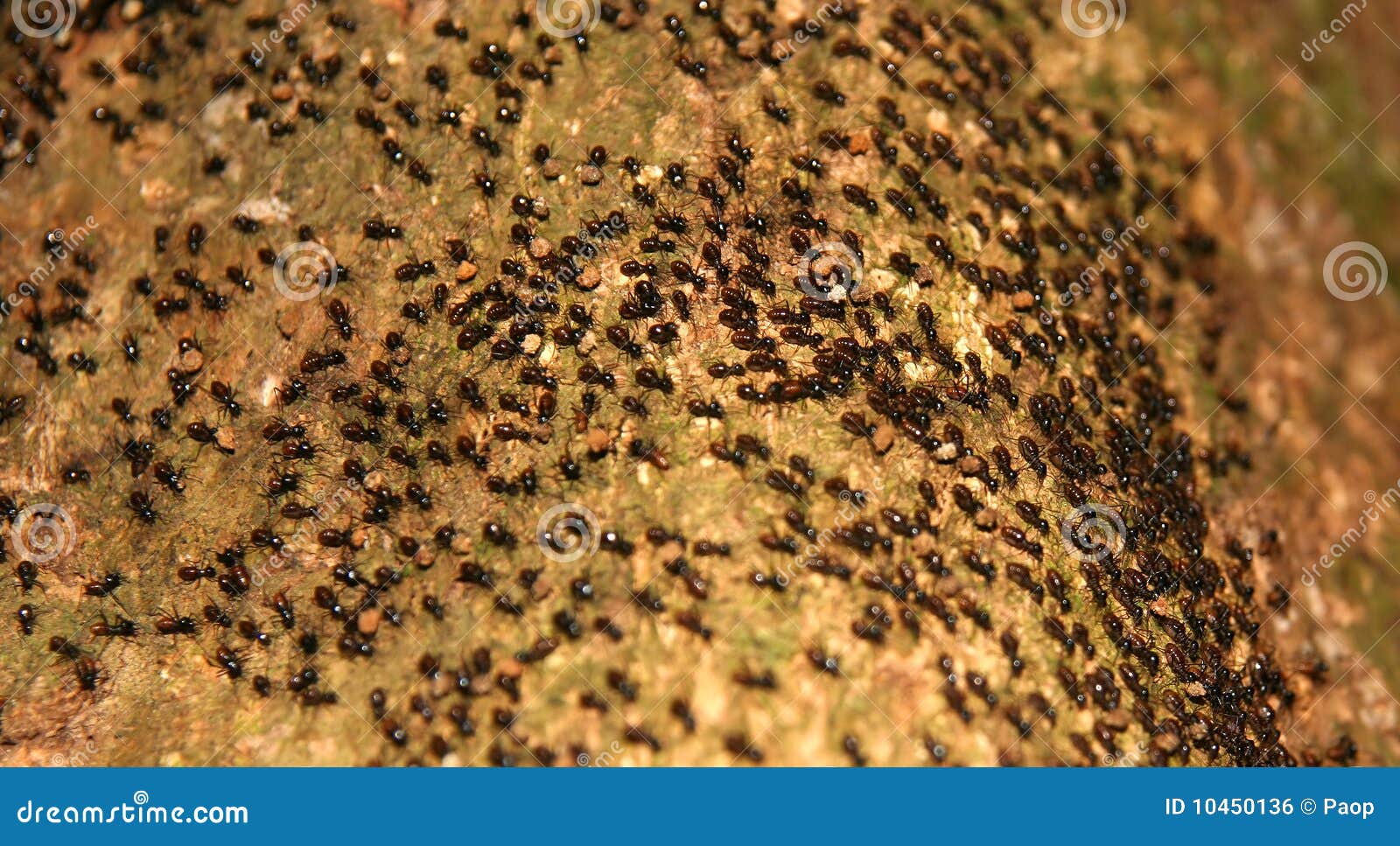 1,868 Moving Insects Photos - Free & Royalty-Free Stock Photos from ...