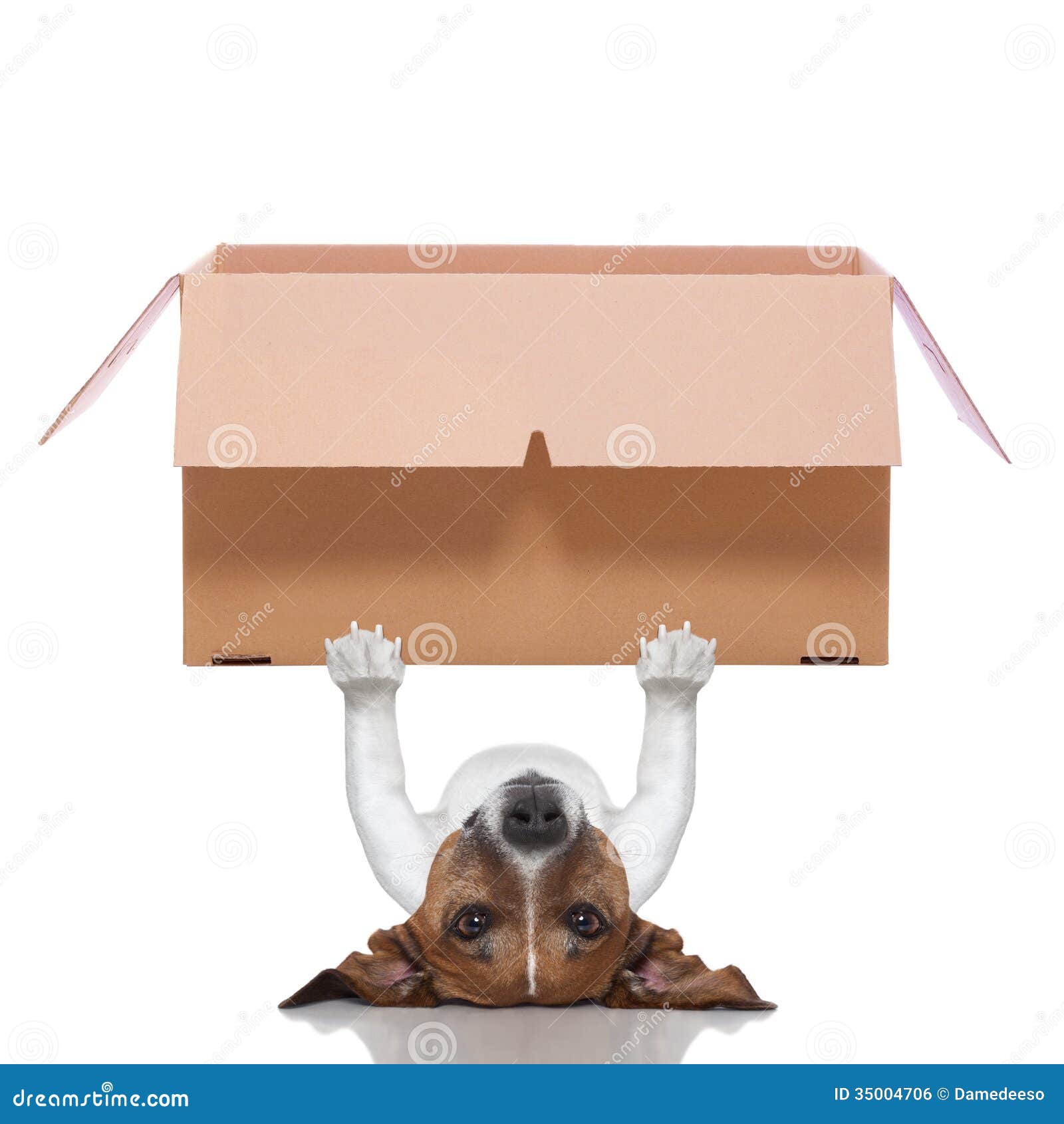 Moving Box Dog Royalty Free Stock Image - Image: 35004706