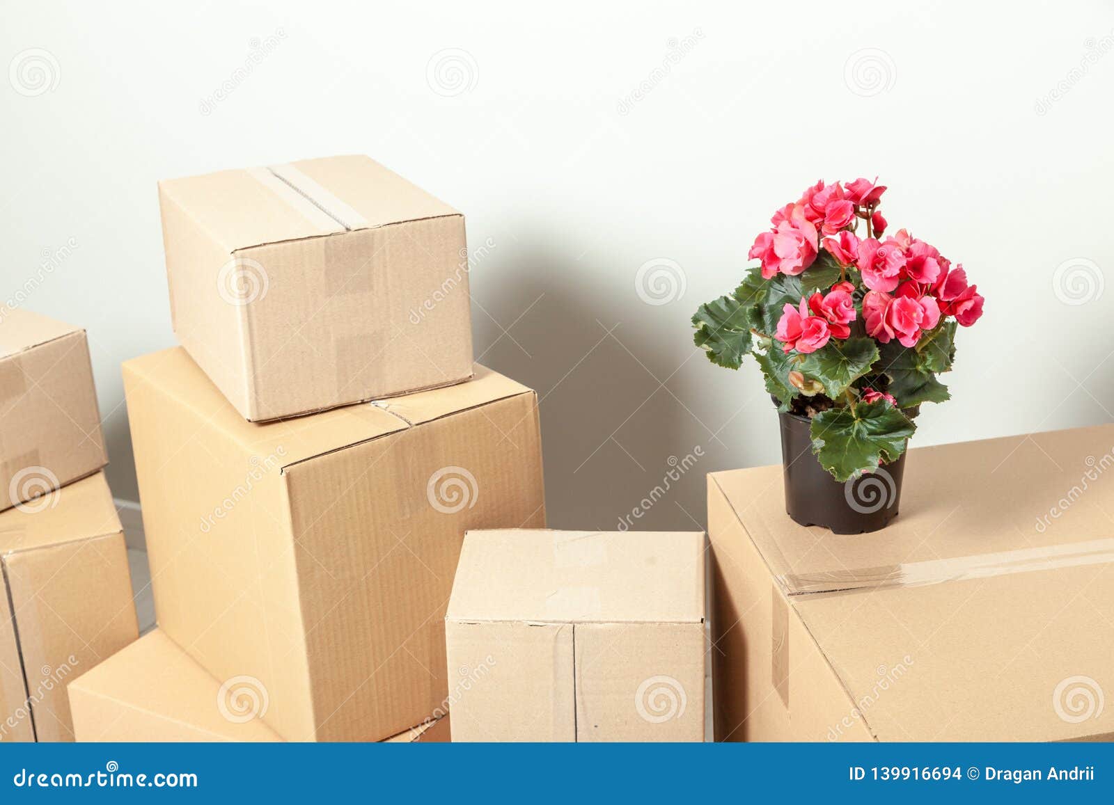 Moving Day. Cardboard Boxes and Pot with Plants Against Gray Wall Stock ...