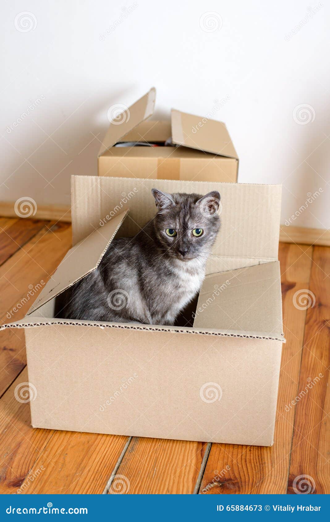 Moving Day - Cat and Cardboard Boxes Stock Image - Image of closed, pile: 65884673