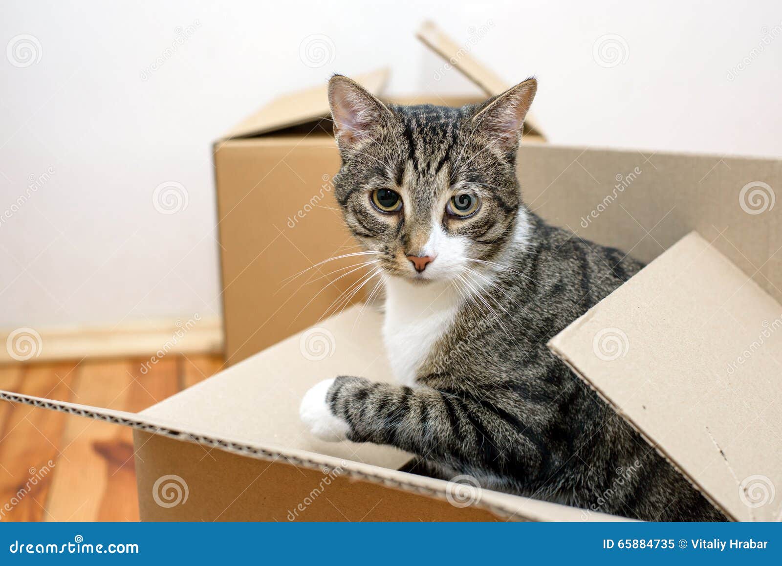 Moving Day - Cat and Cardboard Boxes Stock Image - Image of packaging ...