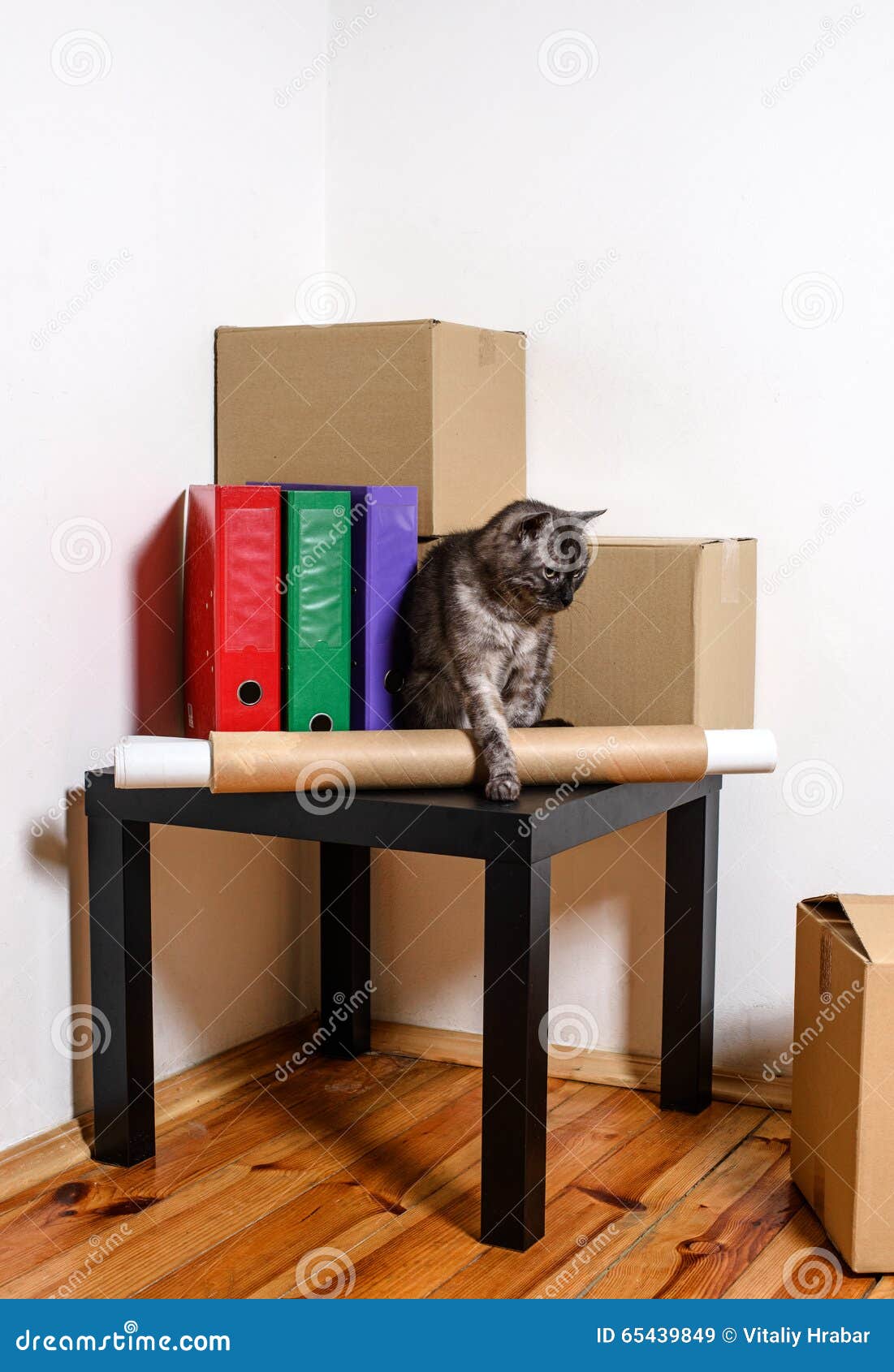 Moving Day - Cat and Cardboard Boxes in Room Stock Image - Image of ...
