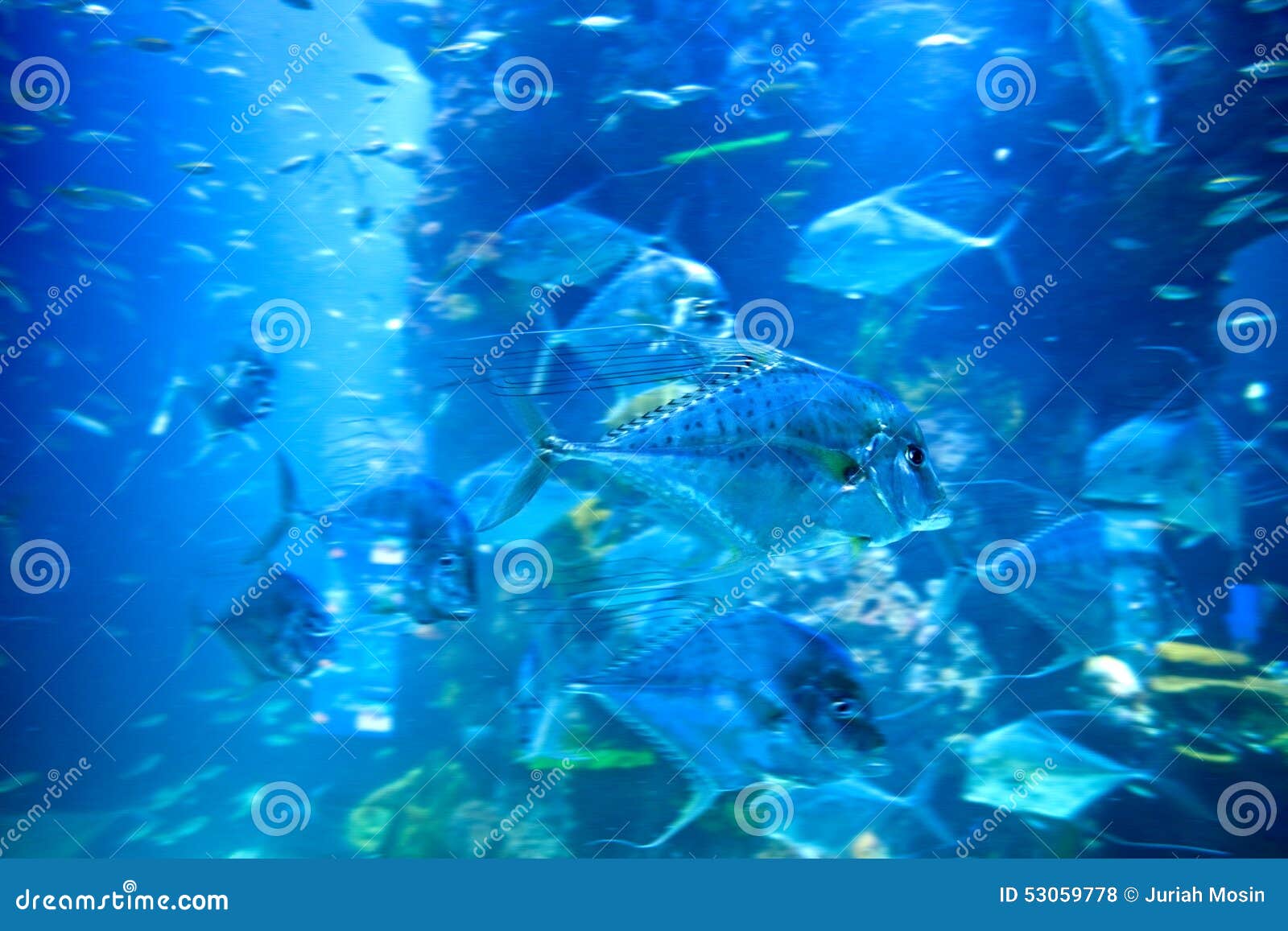 Moving Fish in Underwater Aquarium Stock Photo - Image of oceanarium ...