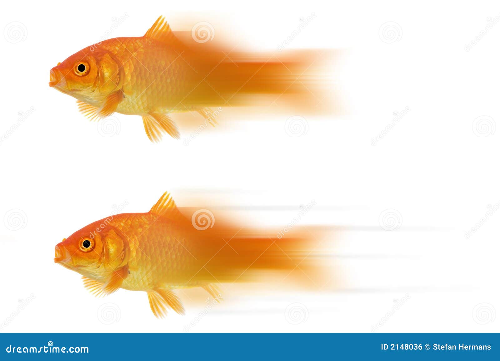 Moving goldfish stock photo. Image of tail, water, orange - 2148036