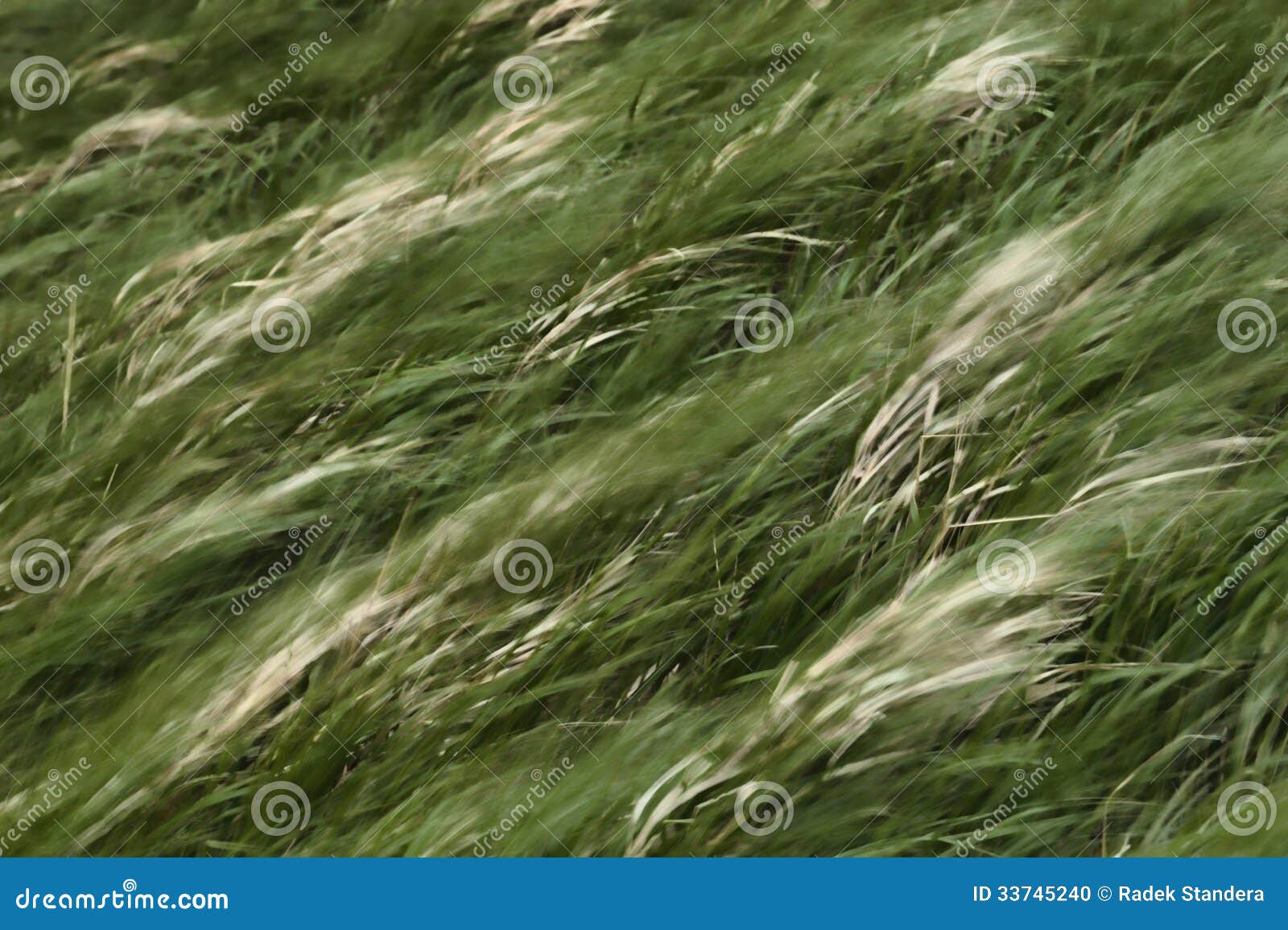 Moving grass blur stock photo. Image of decoration, abstract - 33745240