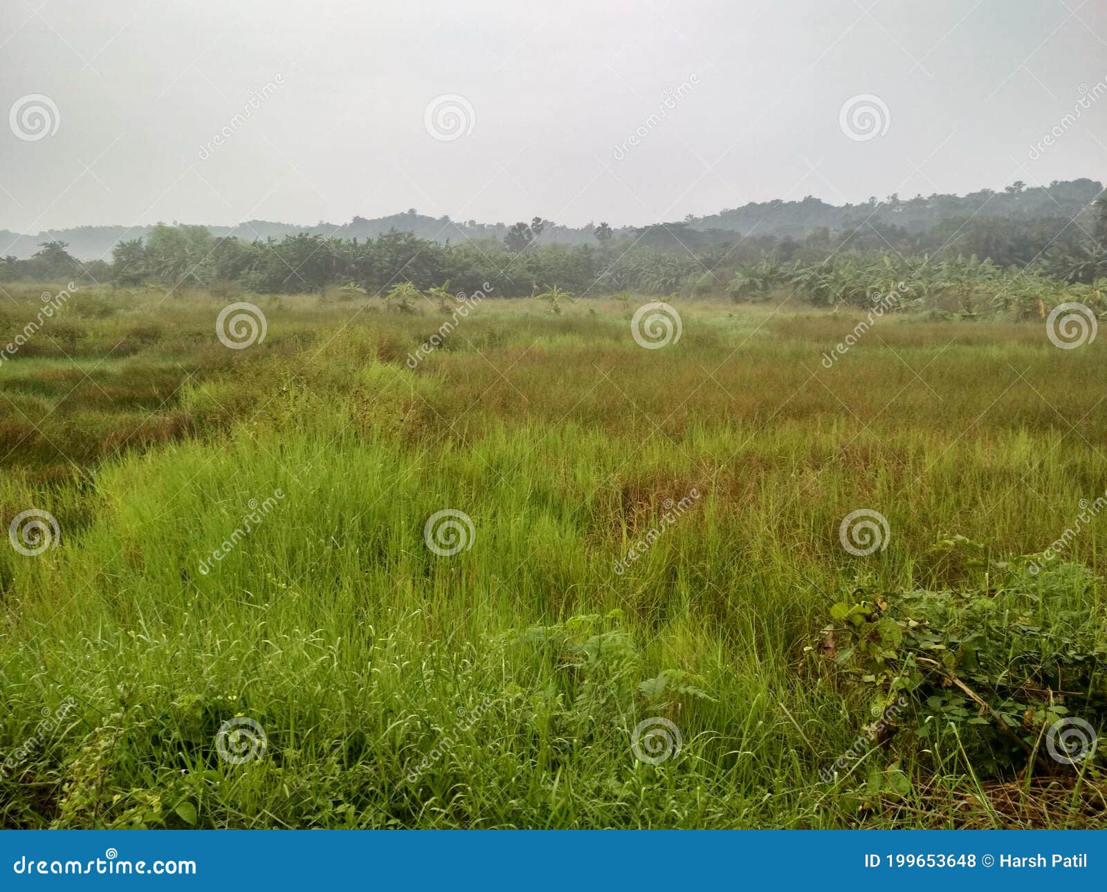Moving in grass land stock photo. Image of moving, grass - 199653648