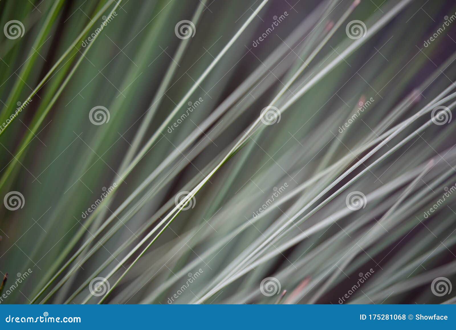 Moving Grass Strands Abstract Stock Photo - Image of green, focus ...