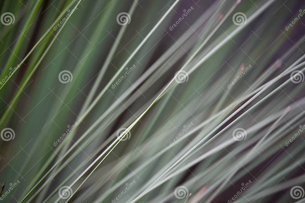 Moving Grass Strands Abstract Stock Photo - Image of green, focus ...