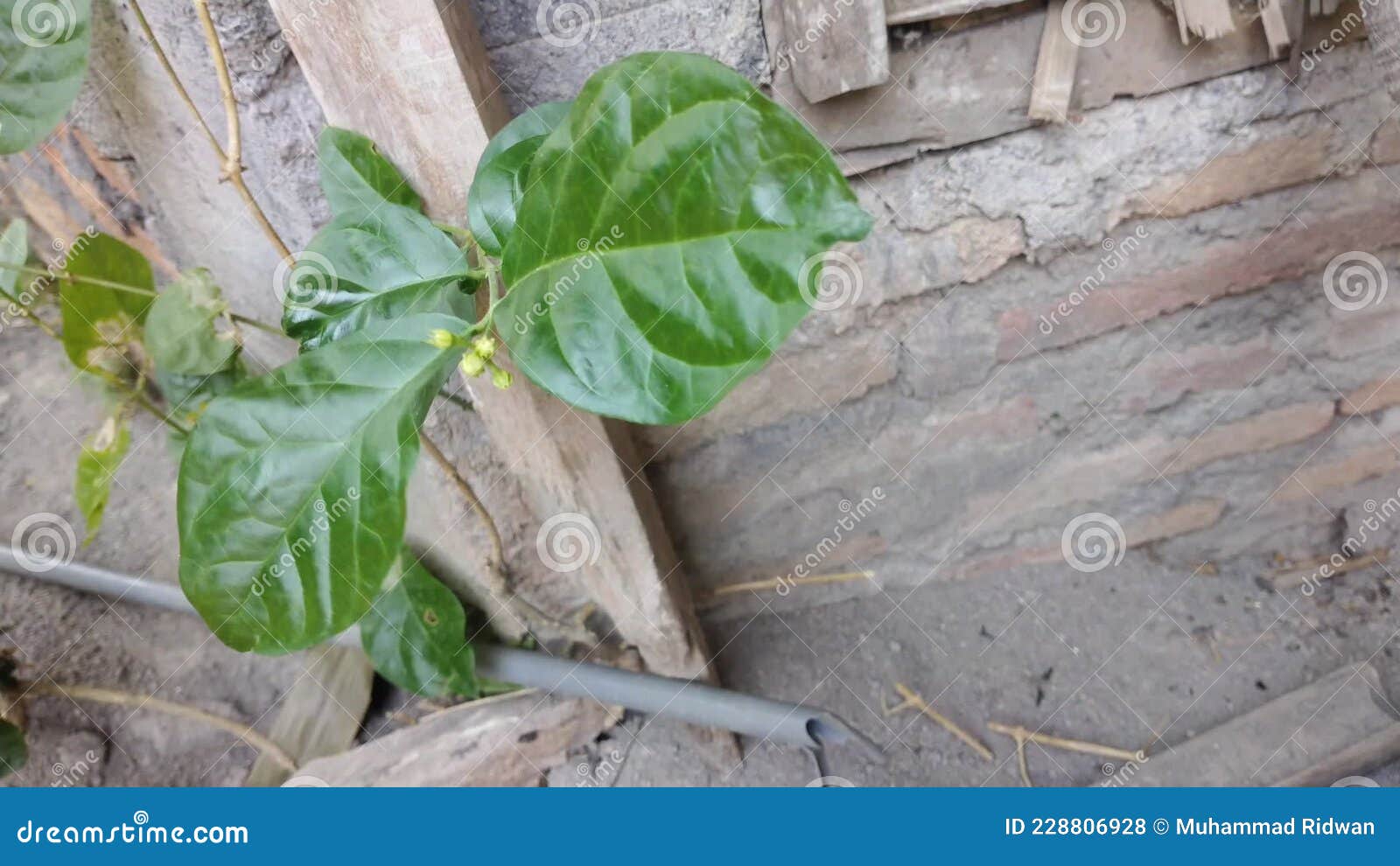 A moving leaf stock footage. Video of blowing, foliage - 228806928