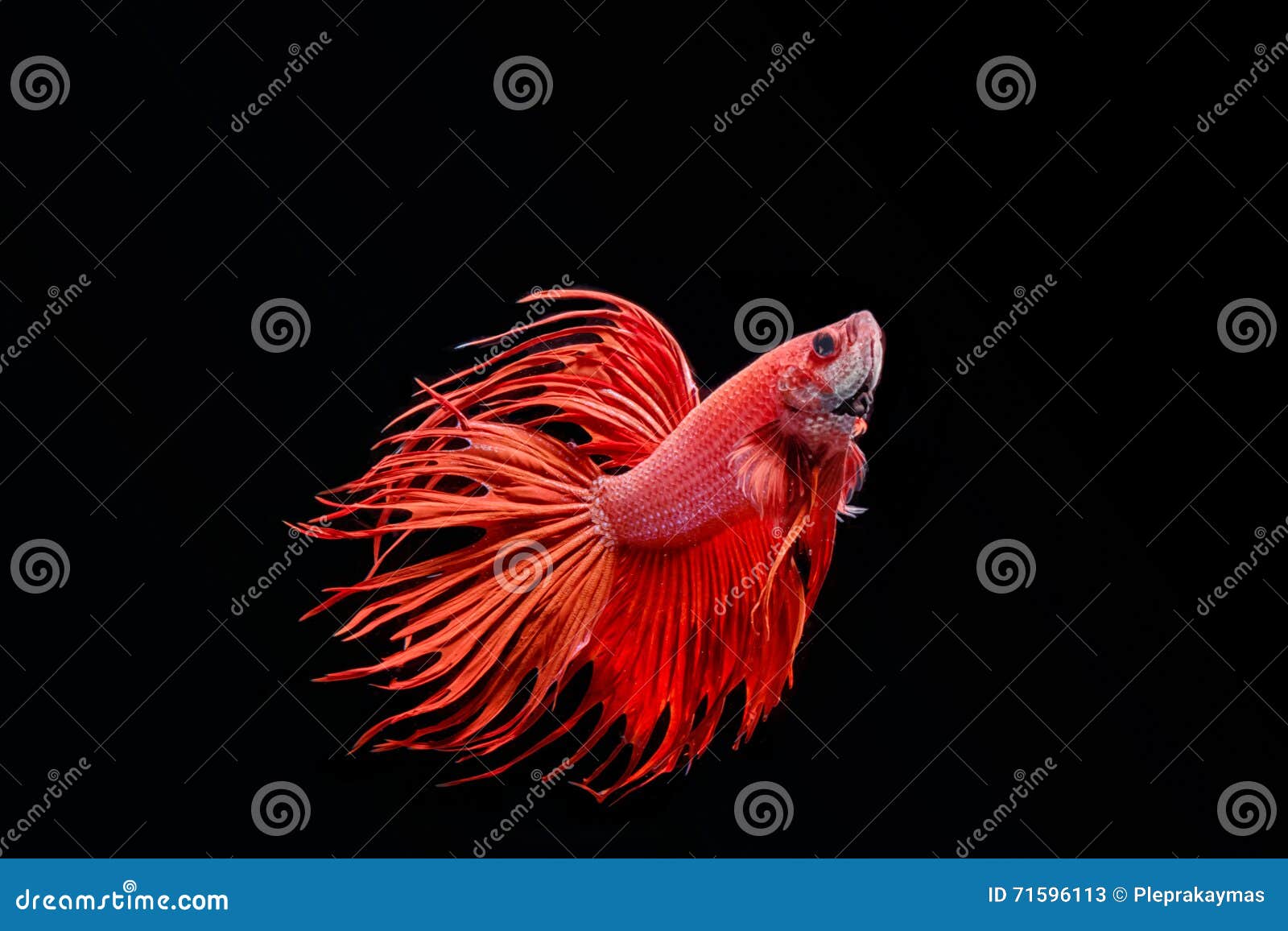 The Moving Moment Beautiful Of Red Siamese Fighting Fish In Thailand ...