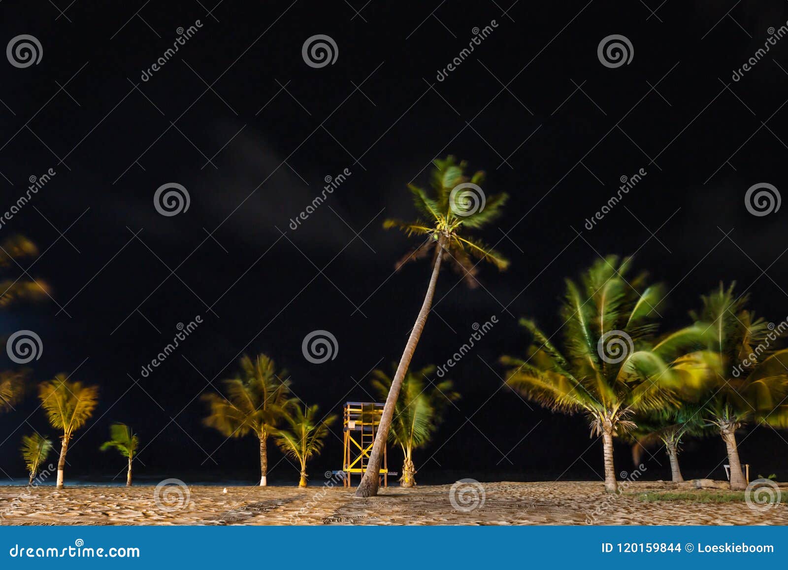 Moving Palm Trees with Wind at the Beach of Placencia, Belize Stock ...