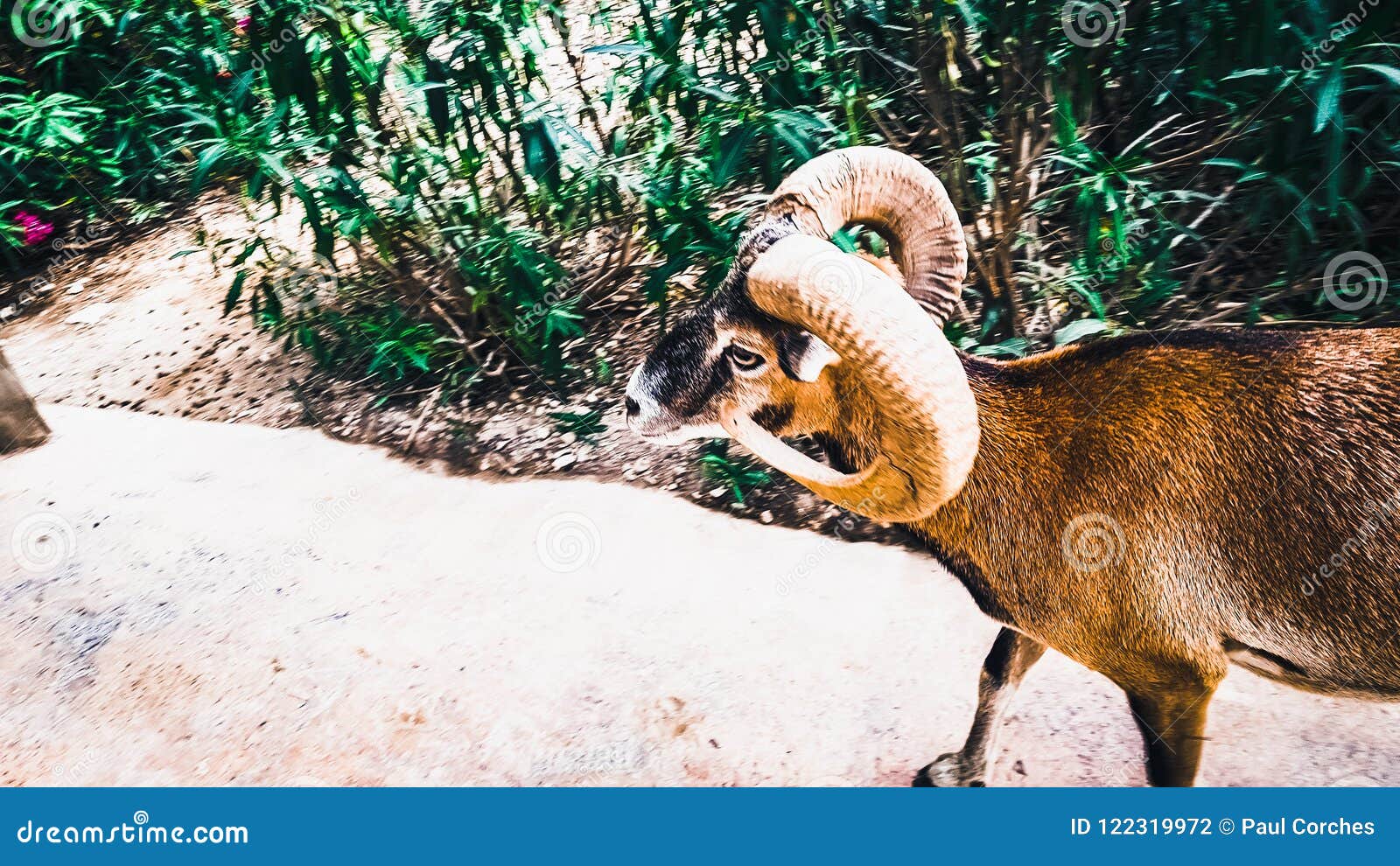Ram stock photo. Image of moving, capture, benidorm - 122319972