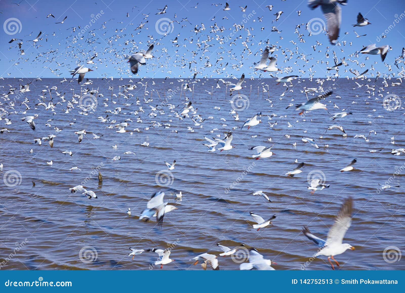 Moving Seagull Birds Flock on the Sea Stock Image - Image of freedom ...