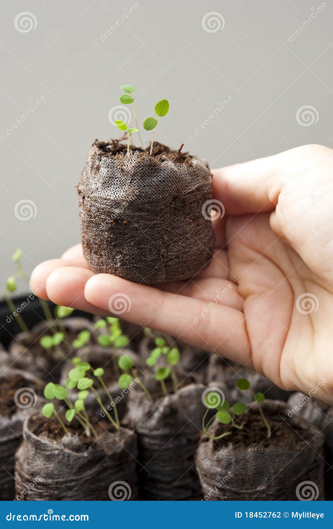 Moving the Seedlings stock photo. Image of caring, garden - 18452762