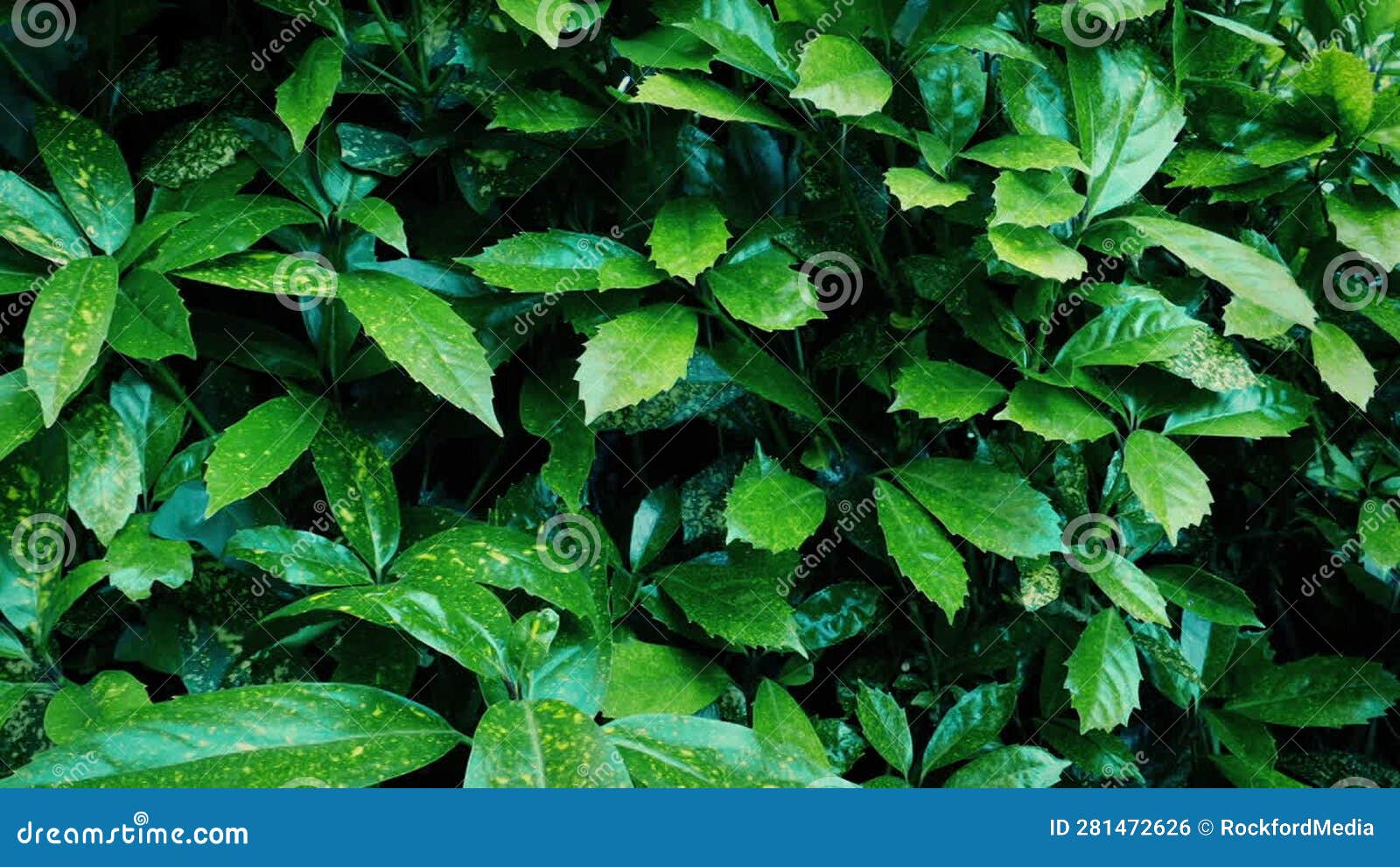 Bushes in the Garden Moving Shot Stock Footage - Video of woodland ...