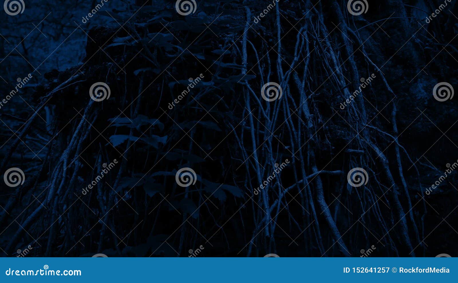 Passing Fallen Tree Roots at Night Stock Video - Video of park, dark ...