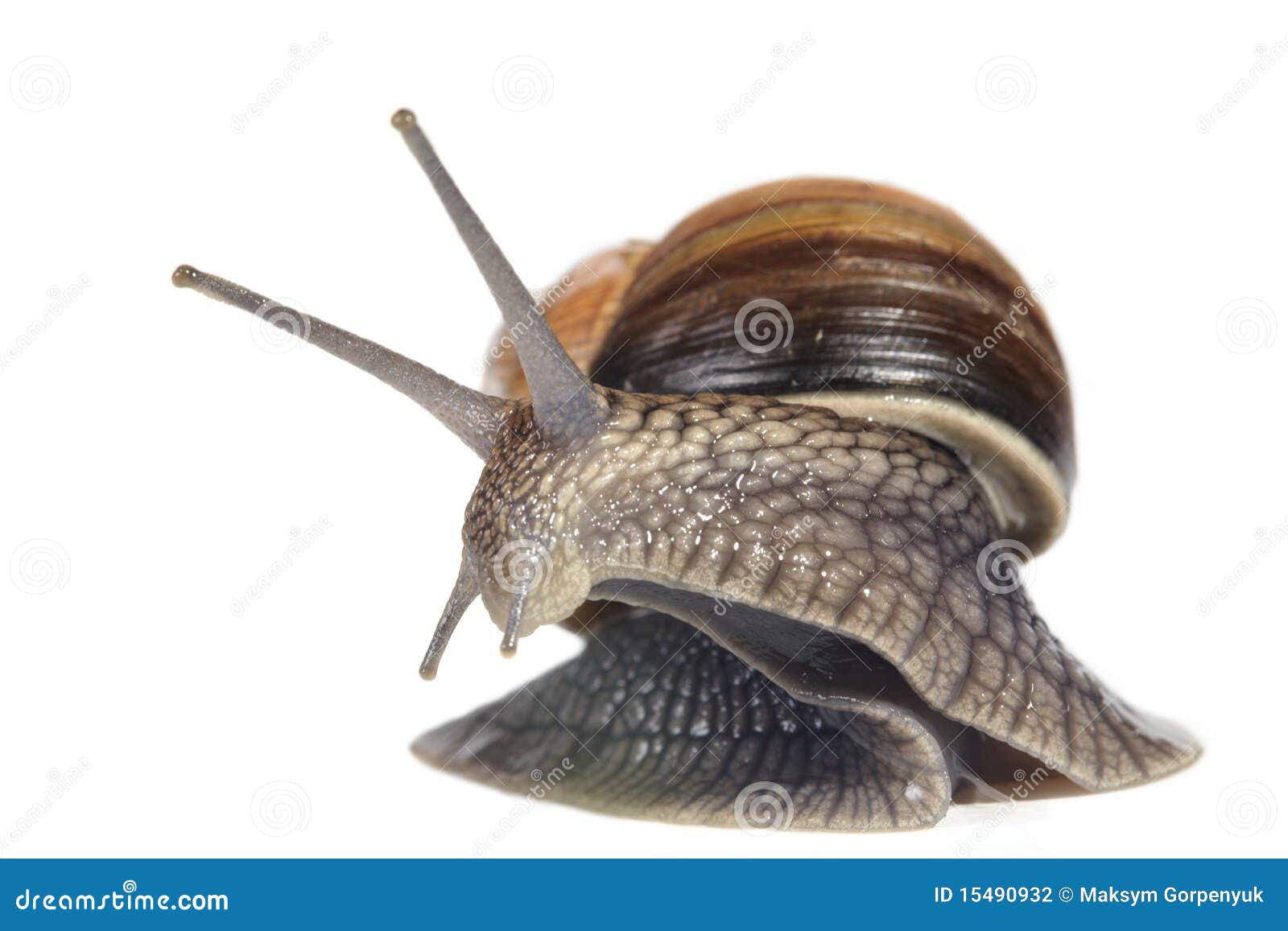 Moving snail stock photo. Image of biology, animal, helix - 15490932