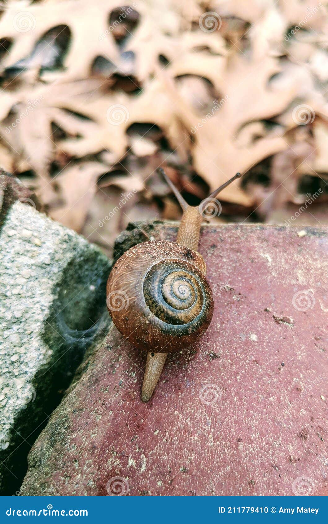 Moving at a Snail& X27;s Pace Stock Photo - Image of flower, animal ...