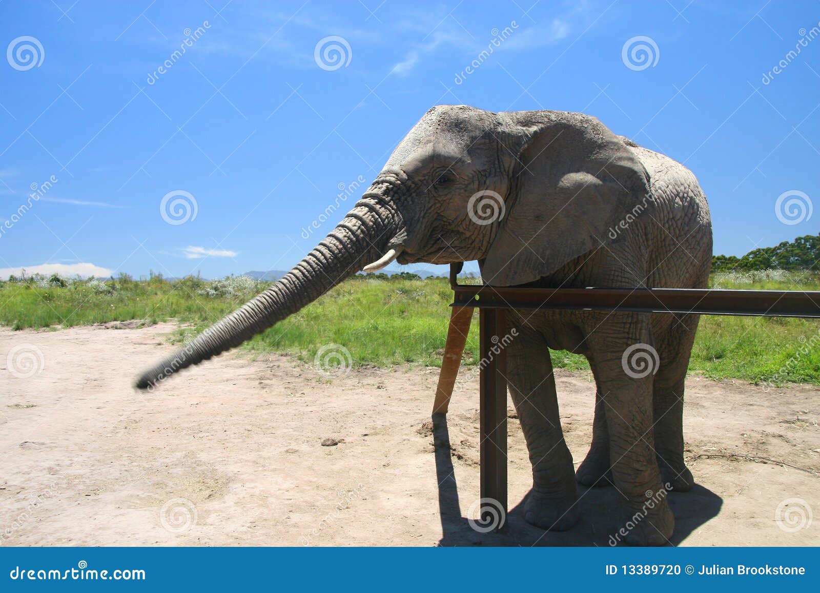 Moving trunk stock photo. Image of african, tusks, elephant - 13389720