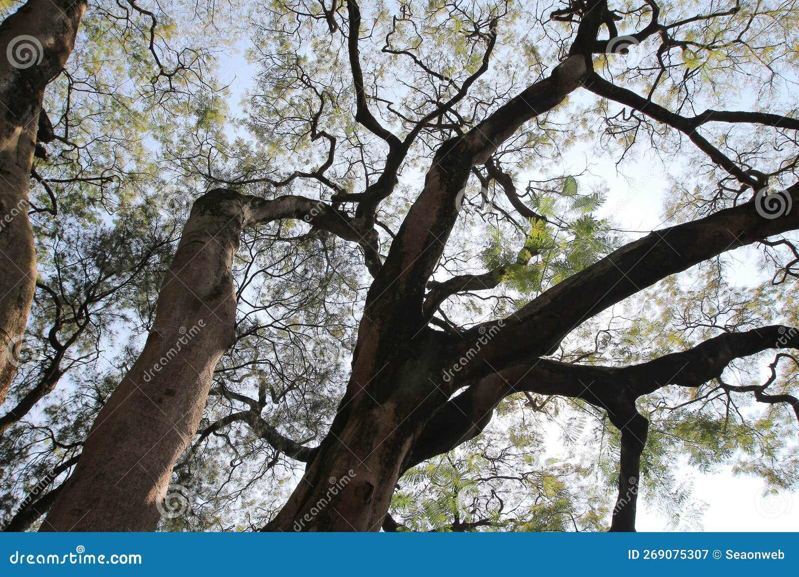 Moving Up and through an an Old Birch Tree Stock Image - Image of plant ...