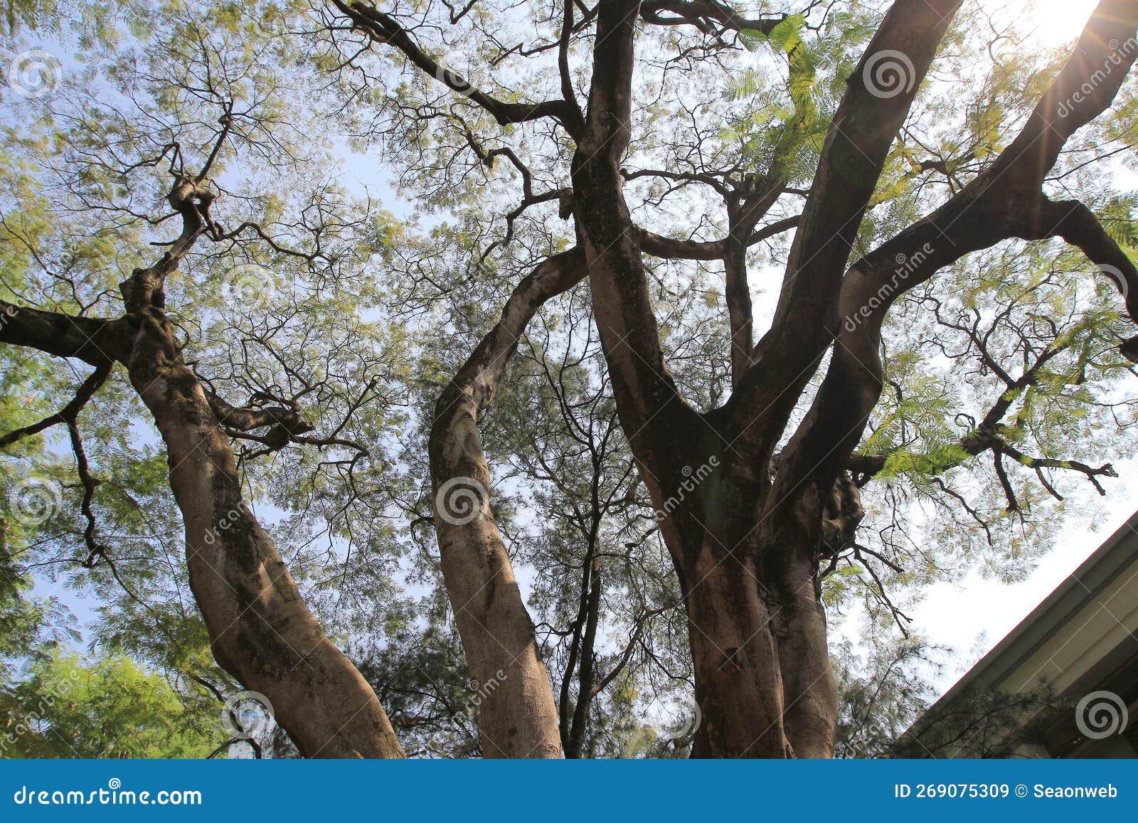 Moving Up and through an an Old Birch Tree Stock Image - Image of artsy ...