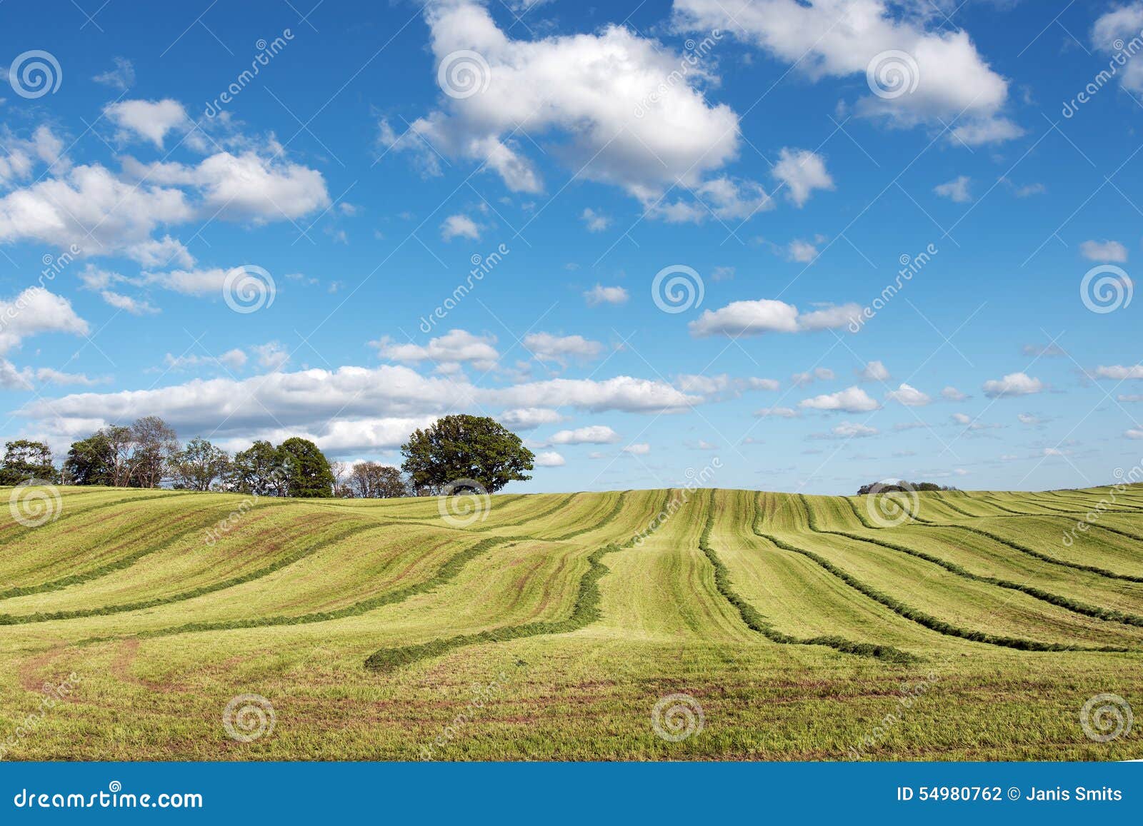 Mowed agricultural field. stock photo. Image of farm - 54980762