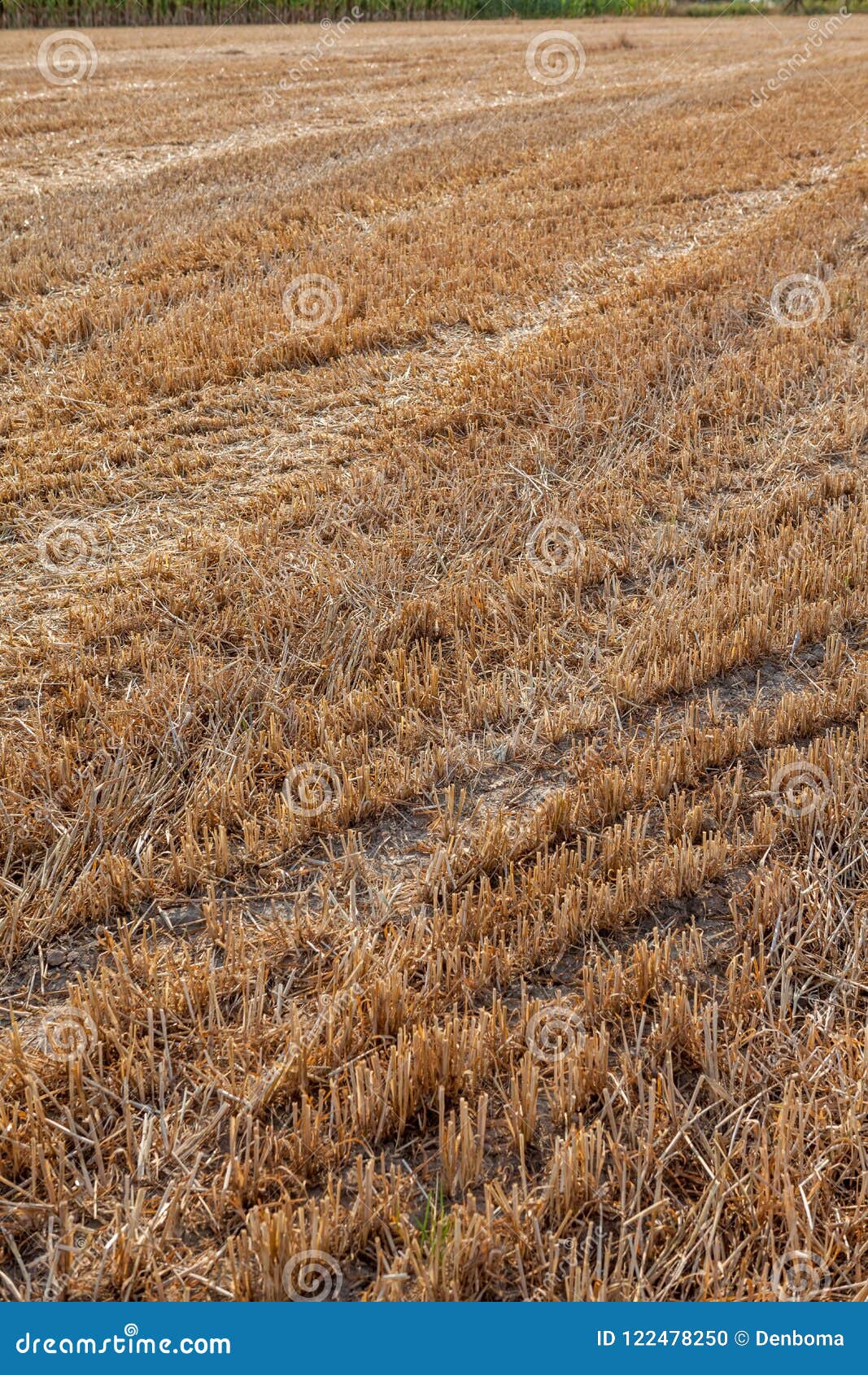 An mowed field stock photo. Image of nature, stack, food - 122478250