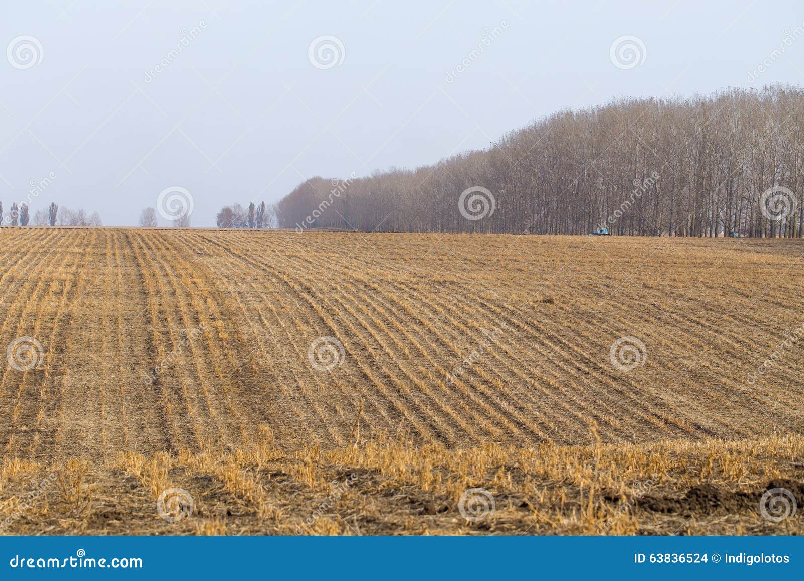 Mowed field and trees stock photo. Image of perspective - 63836524