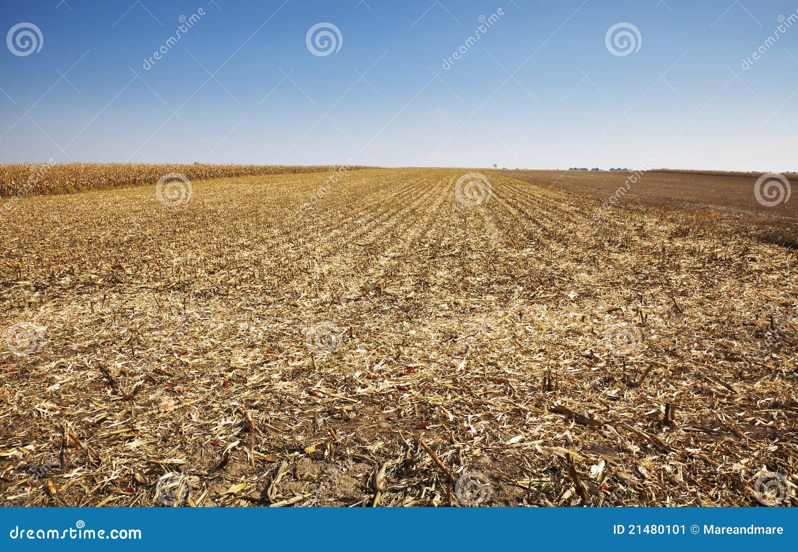 Mowed fields stock image. Image of horizon, wheat, land - 21480101