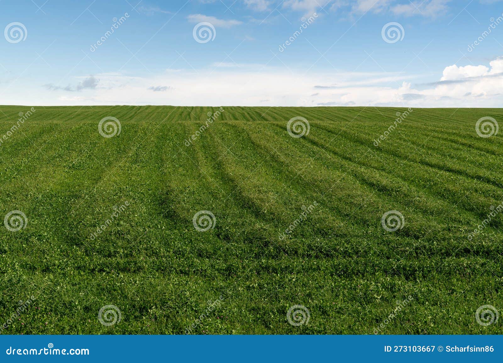 Mowed Grass Field and Blue Sky Stock Image - Image of field ...