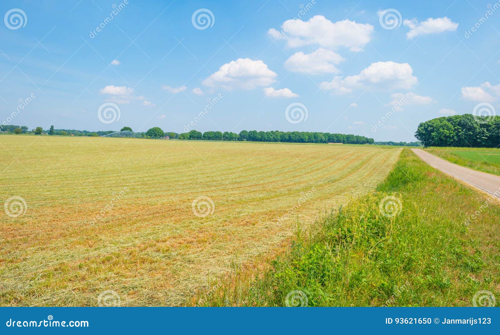Mowed Grass on a Field in Sunlight Stock Photo - Image of nature, tree ...