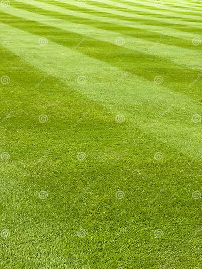 Mowed grass pattern stock image. Image of land, cutting - 2652217