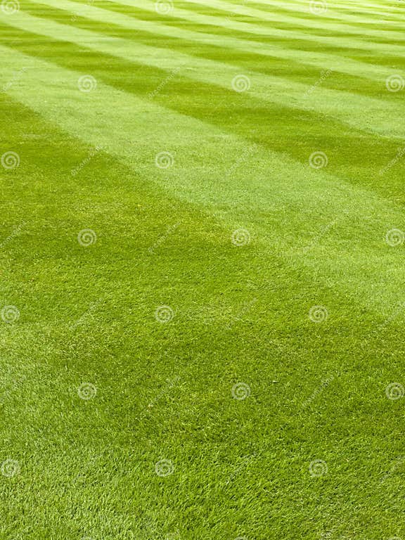 Mowed grass pattern stock image. Image of land, cutting - 2652217