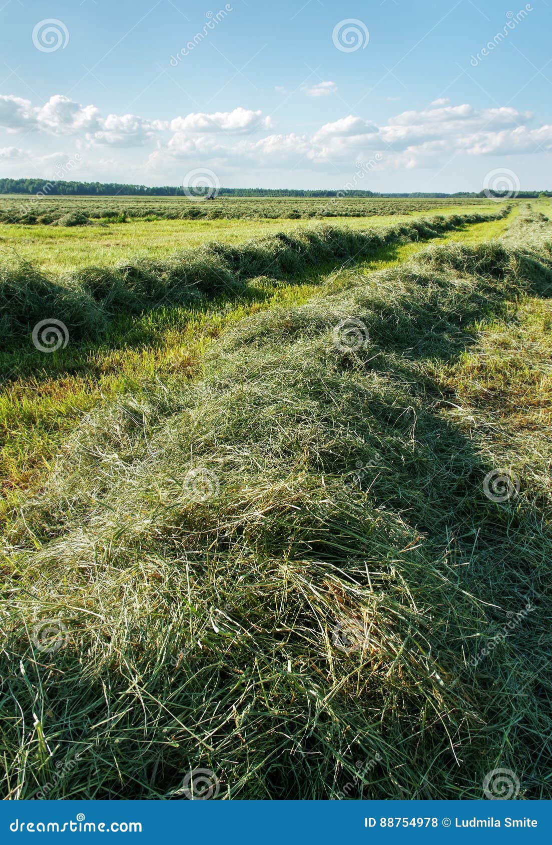 Mowed hay. stock photo. Image of mowed, nature, meadow - 88754978