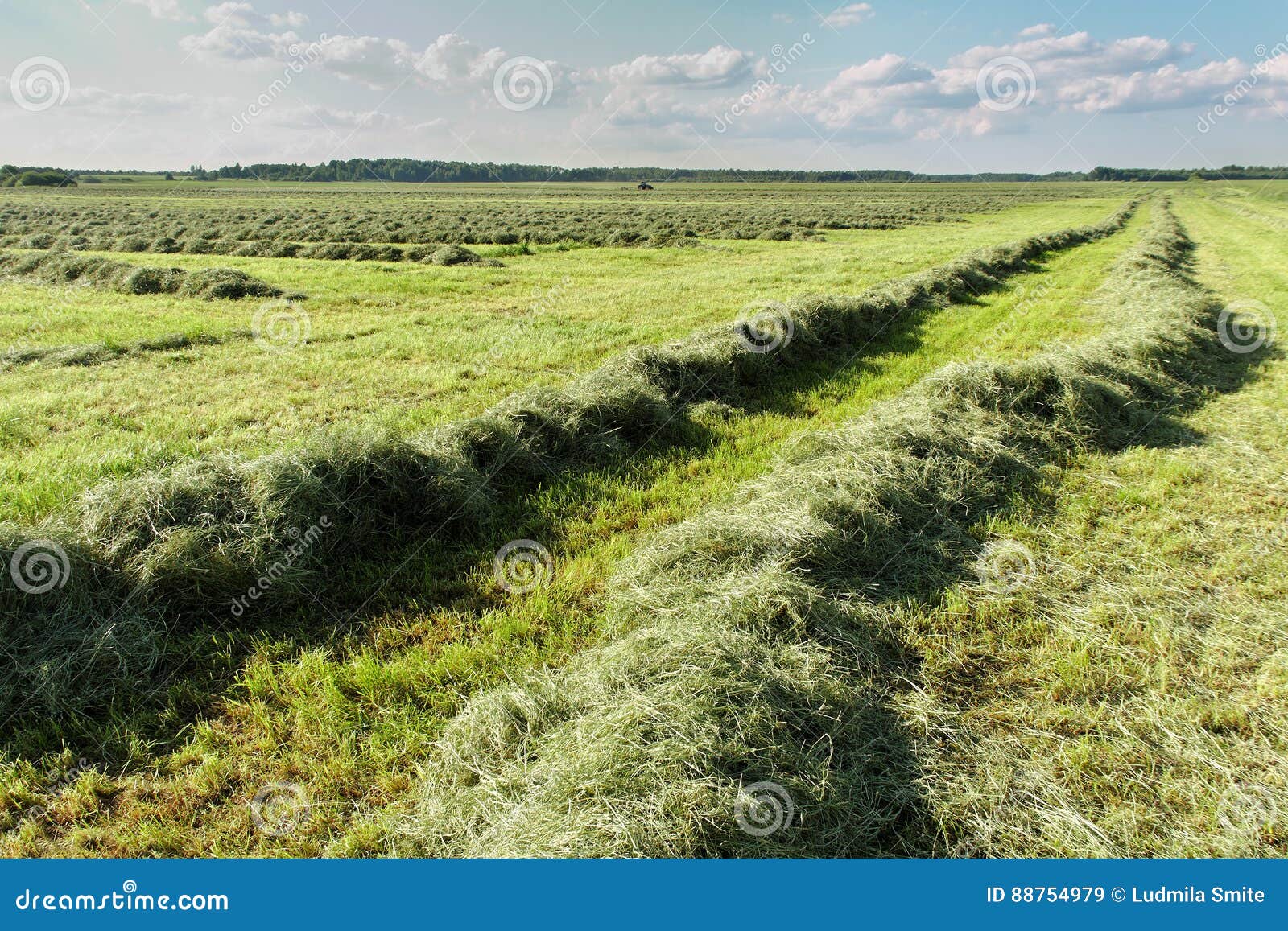 Mowed hay. stock image. Image of blue, lawn, farming - 88754979