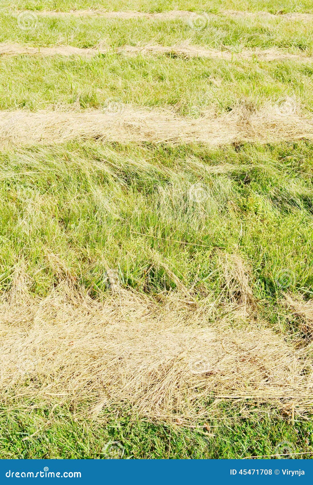 Mowed hay on the field. stock photo. Image of landscape - 45471708
