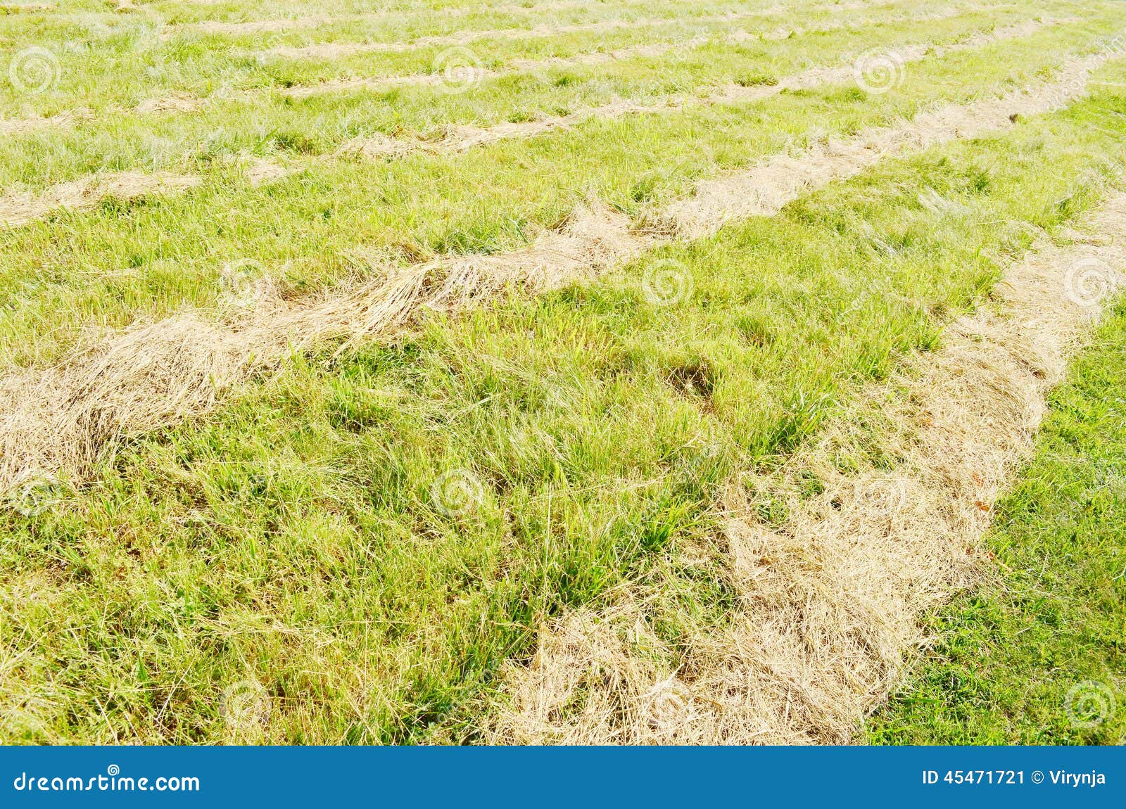 Mowed hay on the field. stock image. Image of outdoor - 45471721